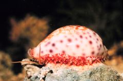 Mollusca Phylum – Easy Peasy All-in-One High School