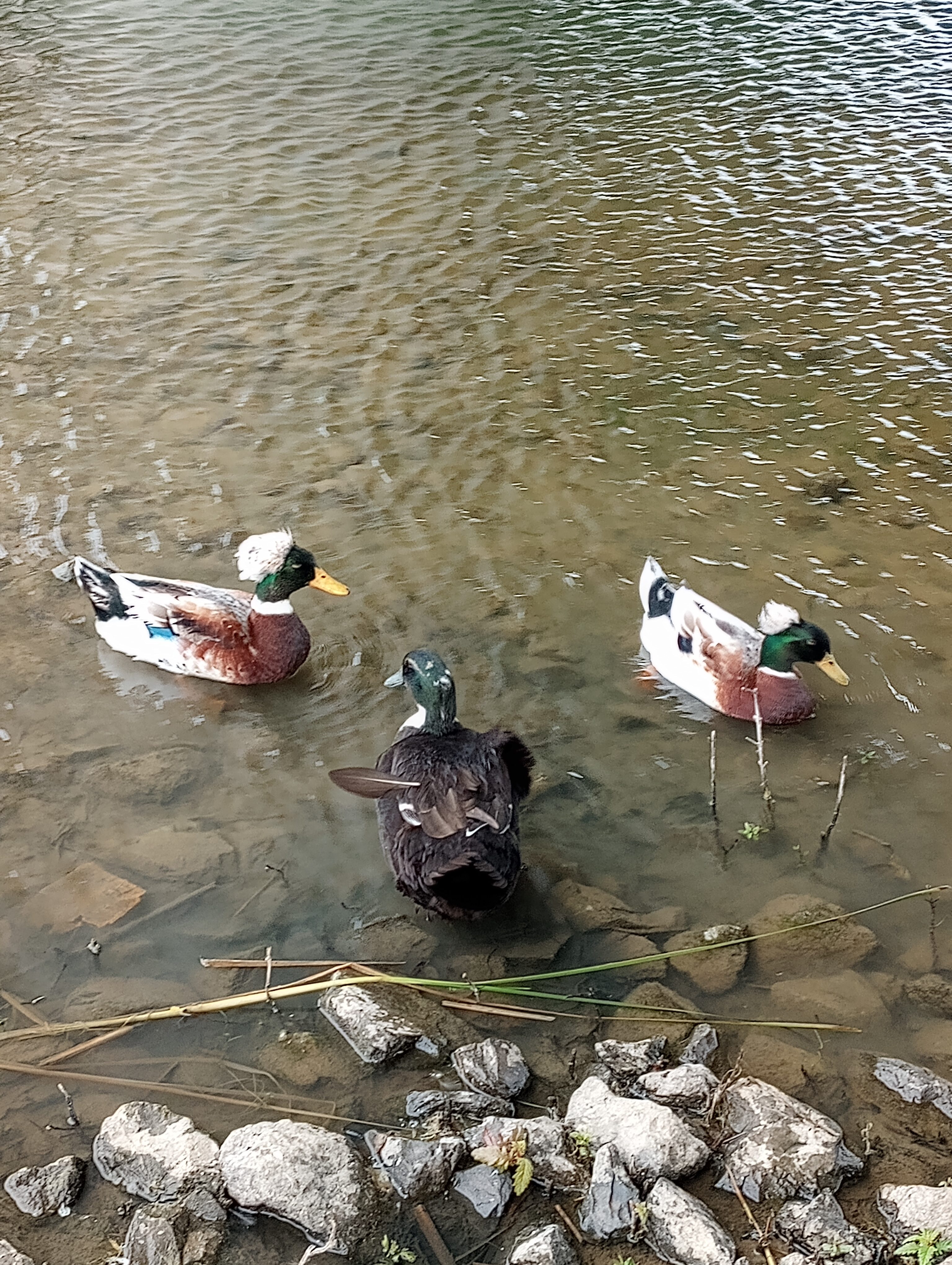 clue5-duck – Easy Peasy All-in-One High School