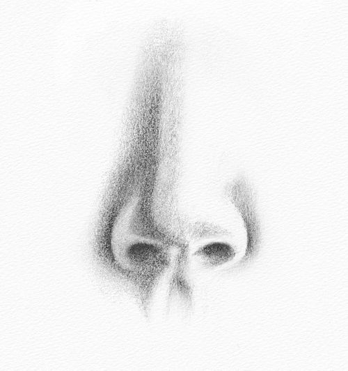 nose-drawing-2 – Easy Peasy All-in-One High School